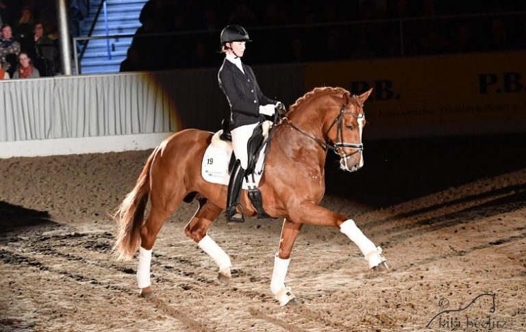 Damaschino – Elite Frozen Foals New Zealand