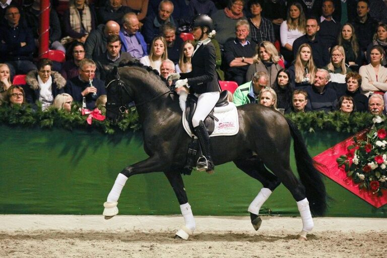 Dimaggio Black – Elite Frozen Foals New Zealand