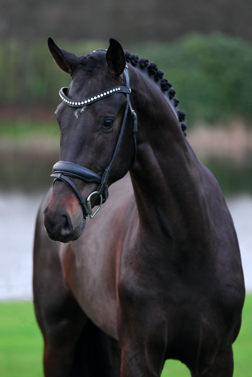 So Perfect – Elite Frozen Foals New Zealand