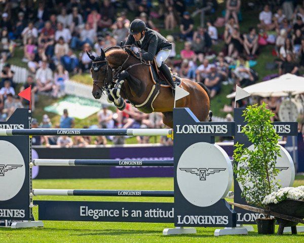 Elite Frozen Foals New Zealand – Dressage Stallions, Show Jumping ...